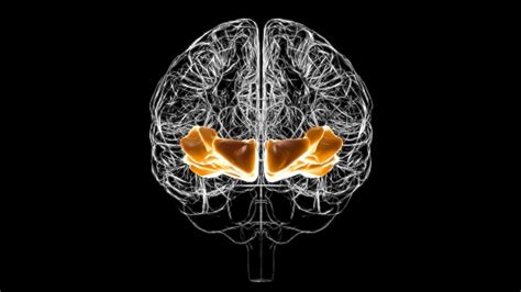 의료 개념 3d에 대한 뇌 궤도 자이루스 해부학 3차원 형태에 대한 스톡 사진 및 기타 이미지 3차원 형태 뇌 뇌이랑