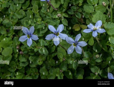 Blue Star Creeper Lobelia Pedunculata In Flower In Early Autumn