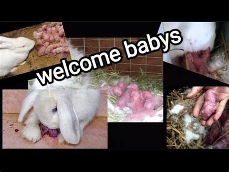 My Rabbit Giving Birth To Her 8 Baby So Cute YouTube