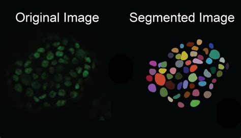 cell segmentation [image] eurekalert science news releases