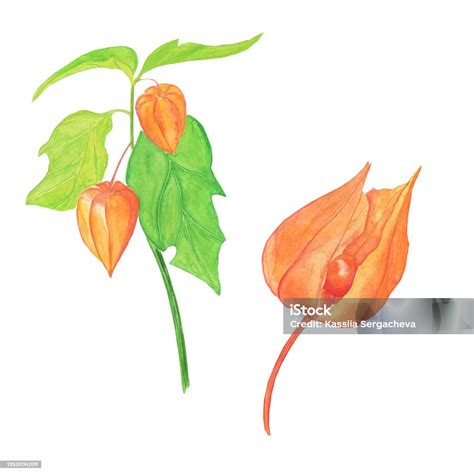 흰색 배경에 고립 된 가지와 물리 살리스 황금 베리 수채화 손 그리기 그림 오렌지 가을 식물 가을에 대한 스톡 벡터 아트 및 기타 이미지 Istock