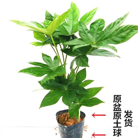庭院盆栽绿植绿植盆栽大山谷图库
