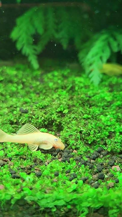 이끼 먹는 물고기 Youtube