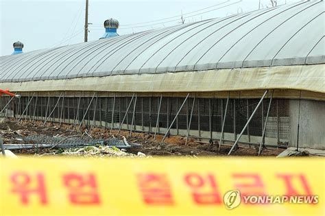 광주 기러기 농장서 Ai 확진 연합뉴스