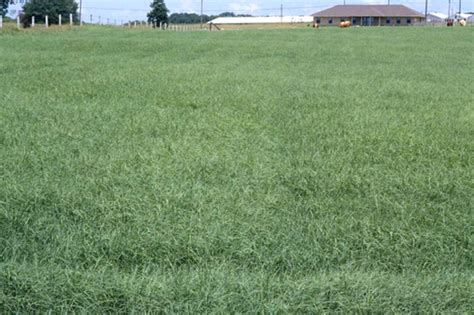 Evaluation Of Grazing Methods With Bermudagrass Pastures For Stocker