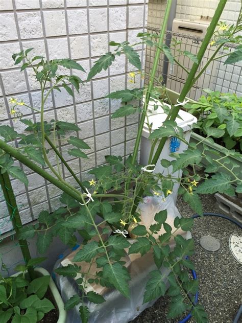 ミニトマトのアイコと千果が膨らみ始めたけど、雨除けの効果は？ プランターでの野菜栽培記録