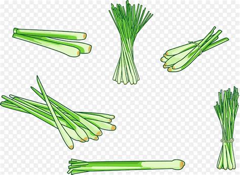 矢量柠檬草的插图png图片素材下载图片编号ypgleaeq 免抠素材网