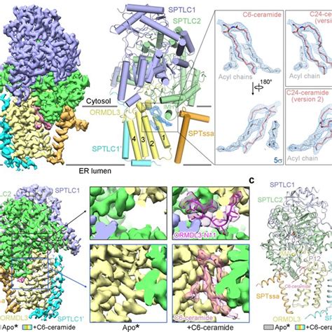 Structure Determination Of The C6 Ceramide Bound Spt Ormdl3 Complex A