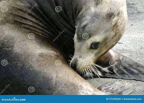 Seal Touching Nose To Tail Stock Photo Image Of Island