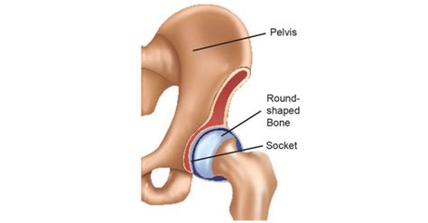 Ball And Socket Joint Sawan Books