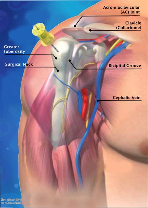 Annotated Diagram Io Landmark Proximal Tibia Diagram Quizlet