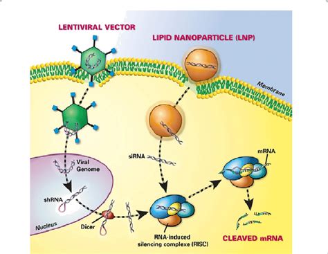 The Two Main Delivery Systems For Rnai Lipid Based Nanoparticles And