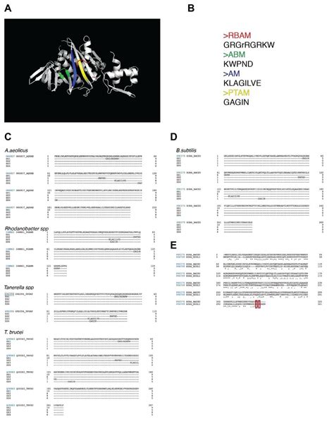 Structure And Sequences Of Biotin Ligases Structure And Sequences Of