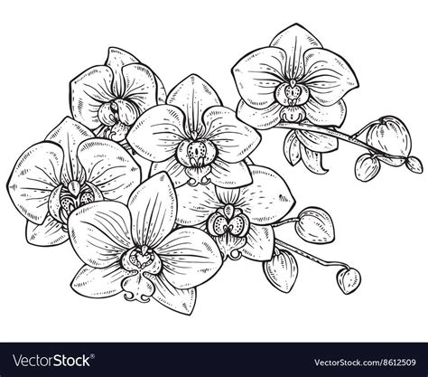 Orcid Drawing Orchid Flowers