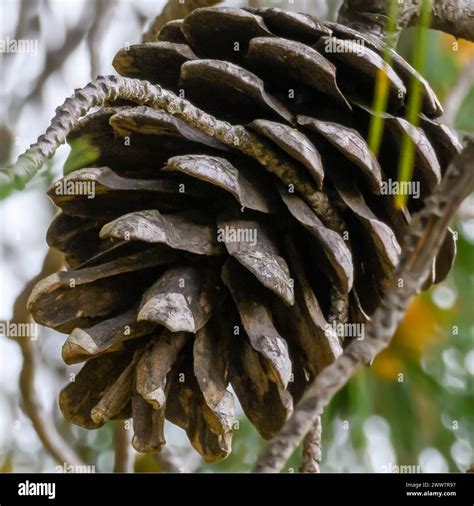 Pine Tree Cone Pinus Halepensis Commonly Known As The Aleppo Pine