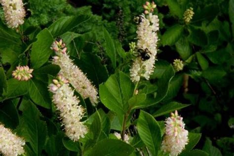 Growing And Care Tips For Clethra