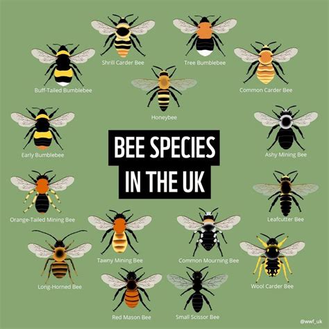 Bee Species Identification Guide Uk