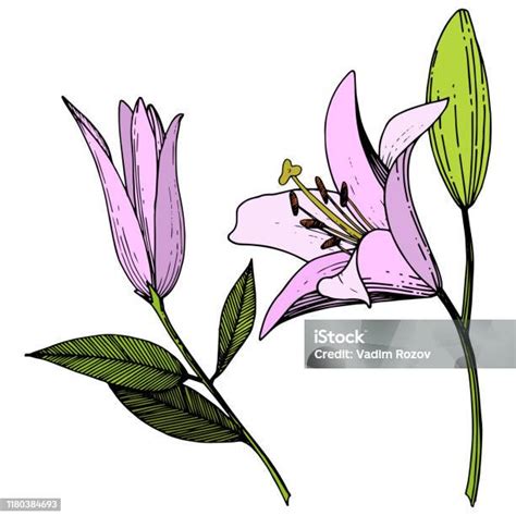 向量粉紅百合花植物花雕刻油墨藝術白色背景上孤立的百合插圖元素向量圖形及更多一組物體圖片 一組物體 傳統園林 具有特定質地 Istock