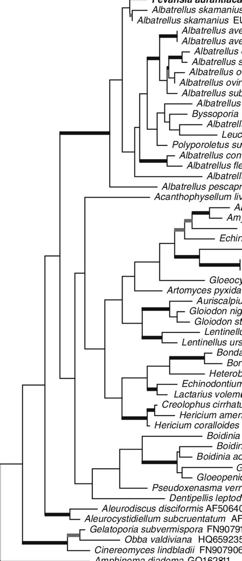 maximum likelihood ml phylogeny based on large subunit lsu