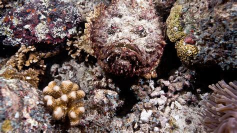 Everyone Can See The Reef But You Have 2020 Vision If You Can Spot