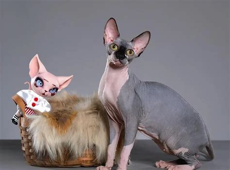 猫咪智商排行：公认最聪明的6种猫，和你沟通无障碍！ 喵百科 上亦科技