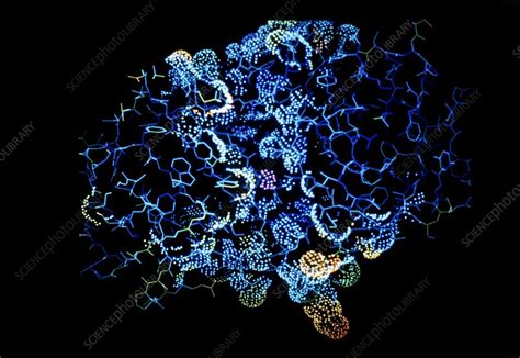Molecular Structure Of Pepsin Enzyme Stock Image A605 0003 Science Photo Library