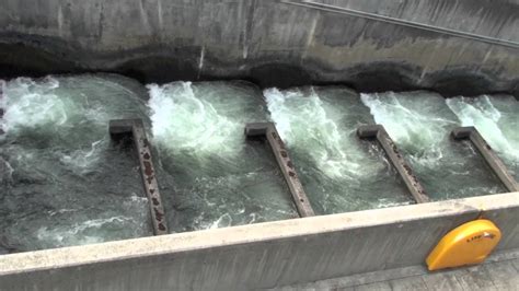 Fish Ladders On Dams