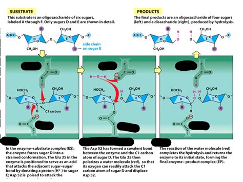 Lysozyme Diagram Quizlet
