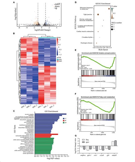 Transcriptomic Analysis Results Of The Muscle Samples From Sm1 And
