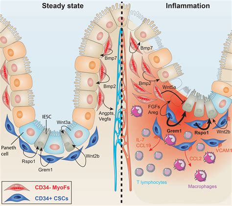 Stroma Cell