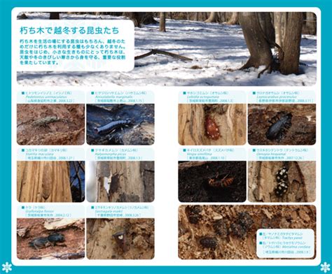 朽ち木にあつまる虫ハンドブック 文一総合出版の書籍案内
