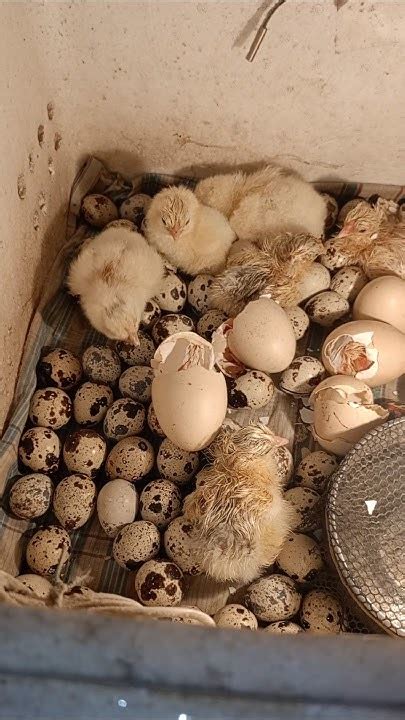 আলহামদুলিল্লাহ আমেরিকান ব্রাহ্মা মুরগির বাচ্চা পেলাম Shortvideo সবাই দোয়া করবেন Subscribe