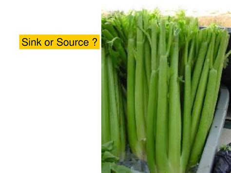 Ppt Sink Or Source Powerpoint Presentation Free Download Id 2777633