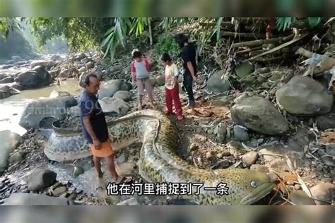 越南大叔捕到一条100斤大鳗鱼走近一看震惊了网友直言太牛了 鳗鱼 网友 大叔