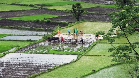 Delayed Monsoon Slows Down Kharif Sowing By 1257 As Compared To Last