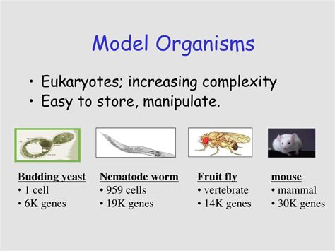 PPT Computational Systems Biology An Introduction PowerPoint Presentation ID 5536097