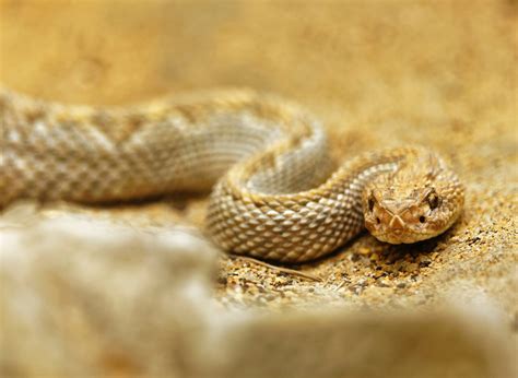蛇の抜け殻を見つけたらラッキー？保存方法と効果を引き出す置き場所まとめ ご利益ちゃんねる