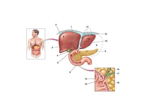 Liver Gallbladder Pancreas And Duodenum Quiz