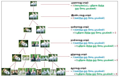 பிபனோசி எண்கள் தகவல் செயலாக்கம் அலகு 7 8 ஆம் வகுப்பு கணக்கு