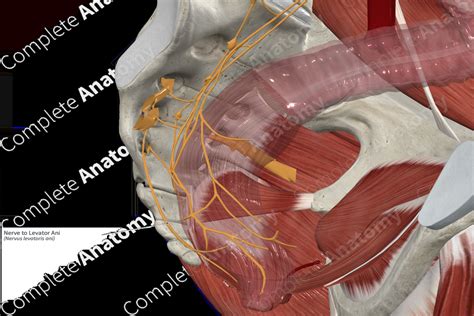 Nerve To Levator Ani Complete Anatomy