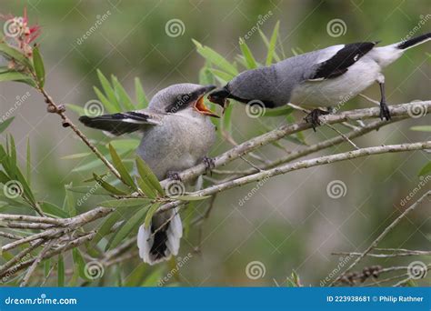 Loggerhead Shrike Feeding It`s Fledgling Stock Image Image Of