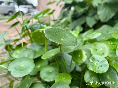 马蹄金形似铜钱状如马蹄片片常绿盆栽草坪均能栽种 知乎