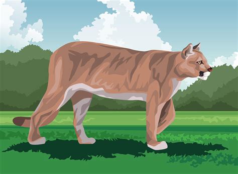 Wild Cougar Feline In The Field 2505301 Vector Art At Vecteezy