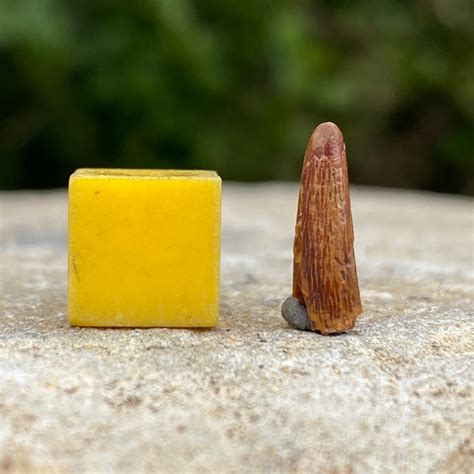 Fossil Pterosaur Dinosaur Tooth Pterodactyl Prehistoric Etsy