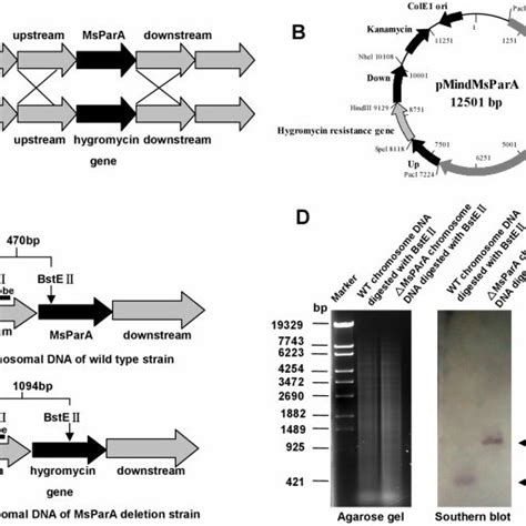 A Schematic Representation Of The Recombination Strategy For The