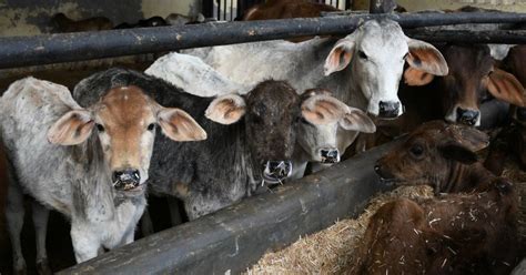 Man Arrested For Raping Seven Cows At A Shelter In Ayodhya Claims He