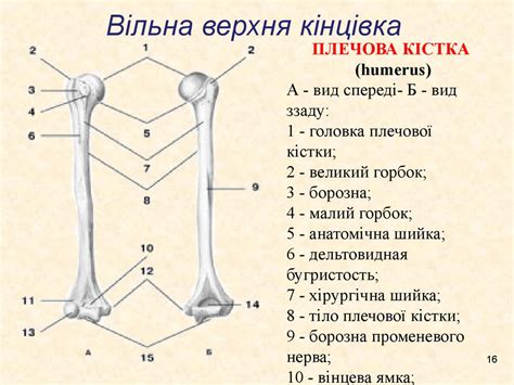 Скелет кінцівок презентация онлайн