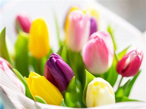 ดอกทิวลิปหลากสี รูปภาพดอกไม้สวยๆ