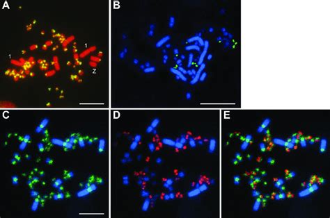 Chromosomal Distribution Of Four Families Of Repetitive Sequences On
