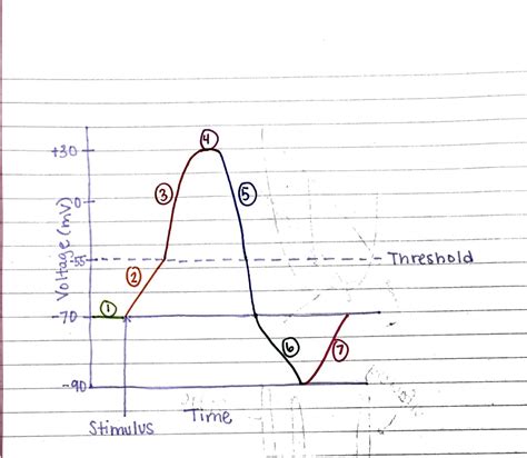 Exam 2 Action Potentials Diagram Quizlet